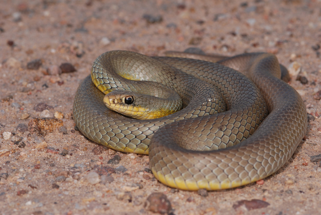 Eastern Yellow-bellied Racer in June 2008 by Robert Dobbs · iNaturalist