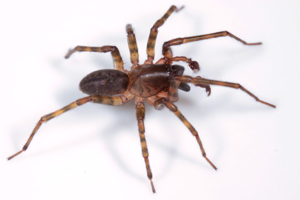 Amphinectine spiders from Buller District, West Coast, Nova Zelândia on ...