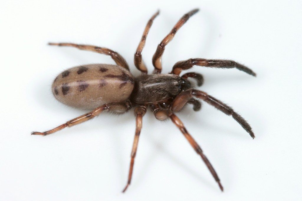 Tunnel Spiders from Buller District, West Coast, Nova Zelândia on ...