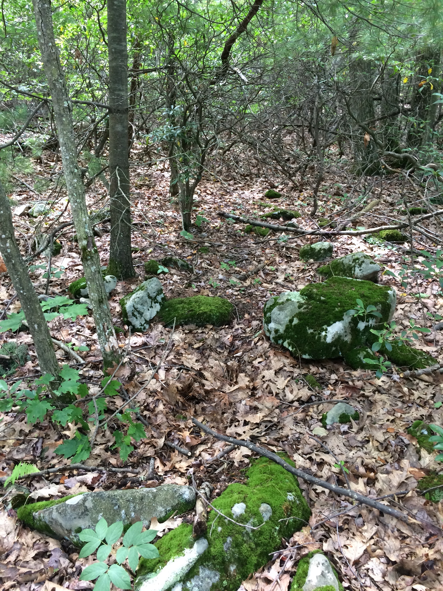 Plethodon punctatus Highton, 1972