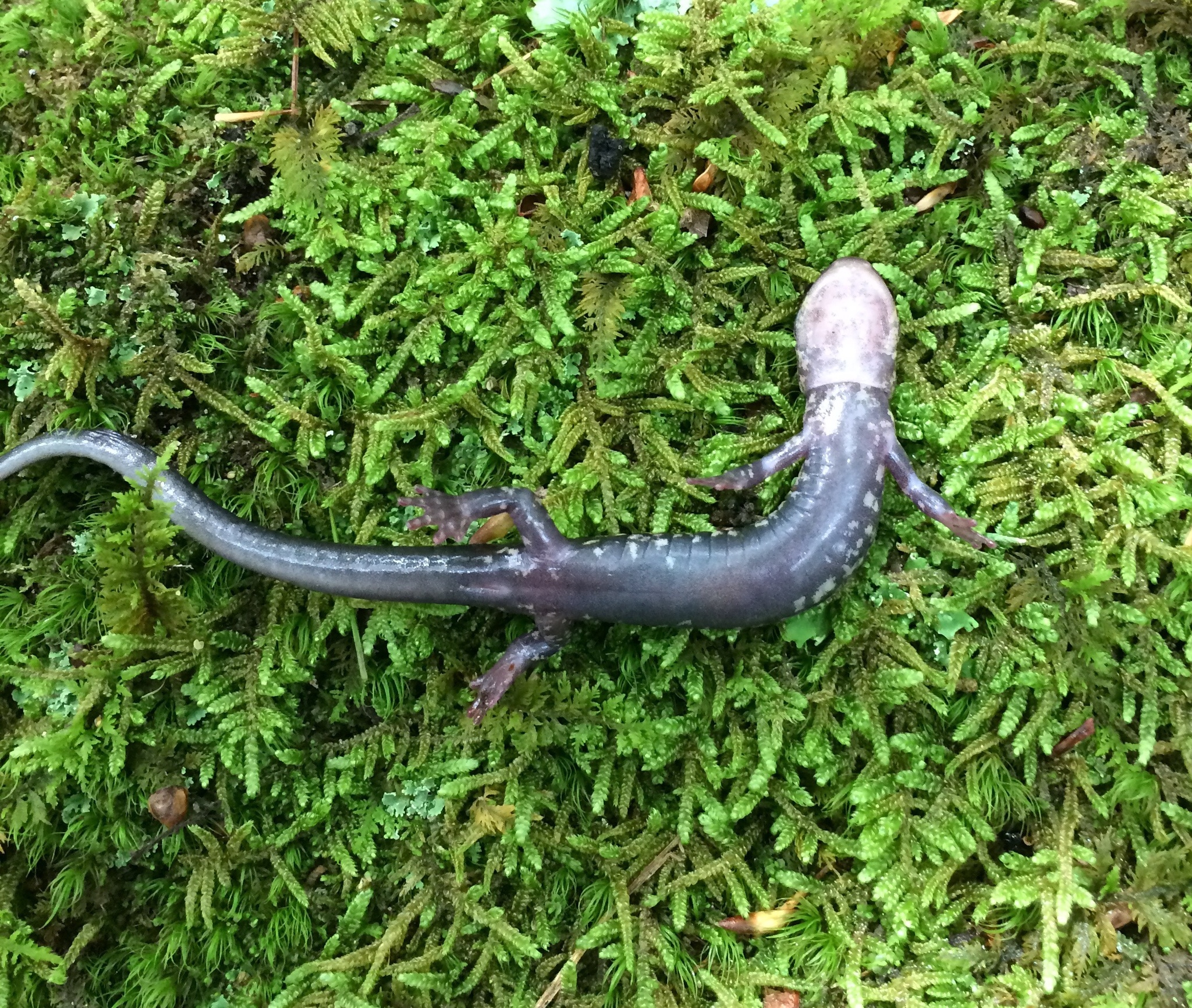 Plethodon punctatus Highton, 1972