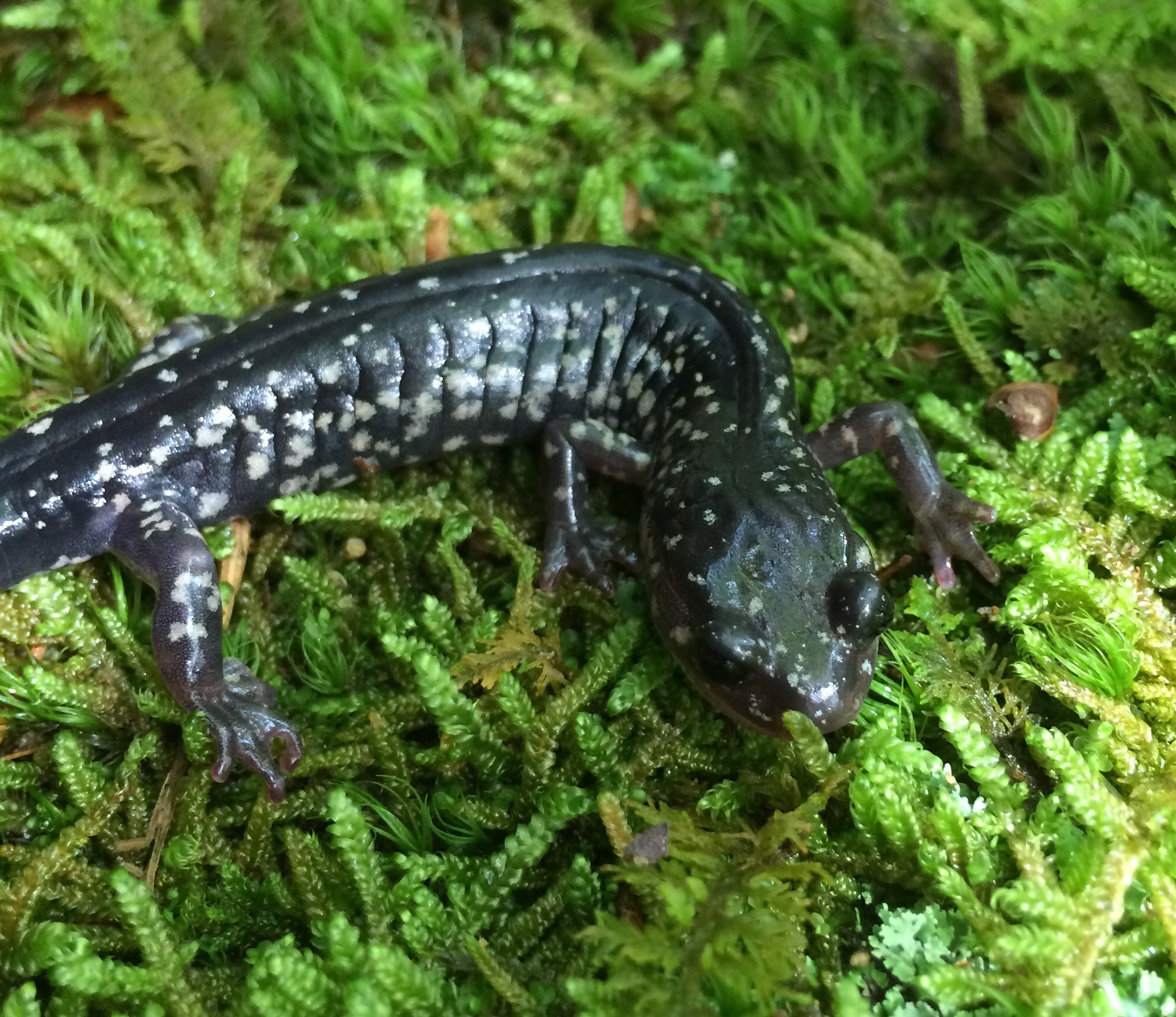 Plethodon punctatus Highton, 1972