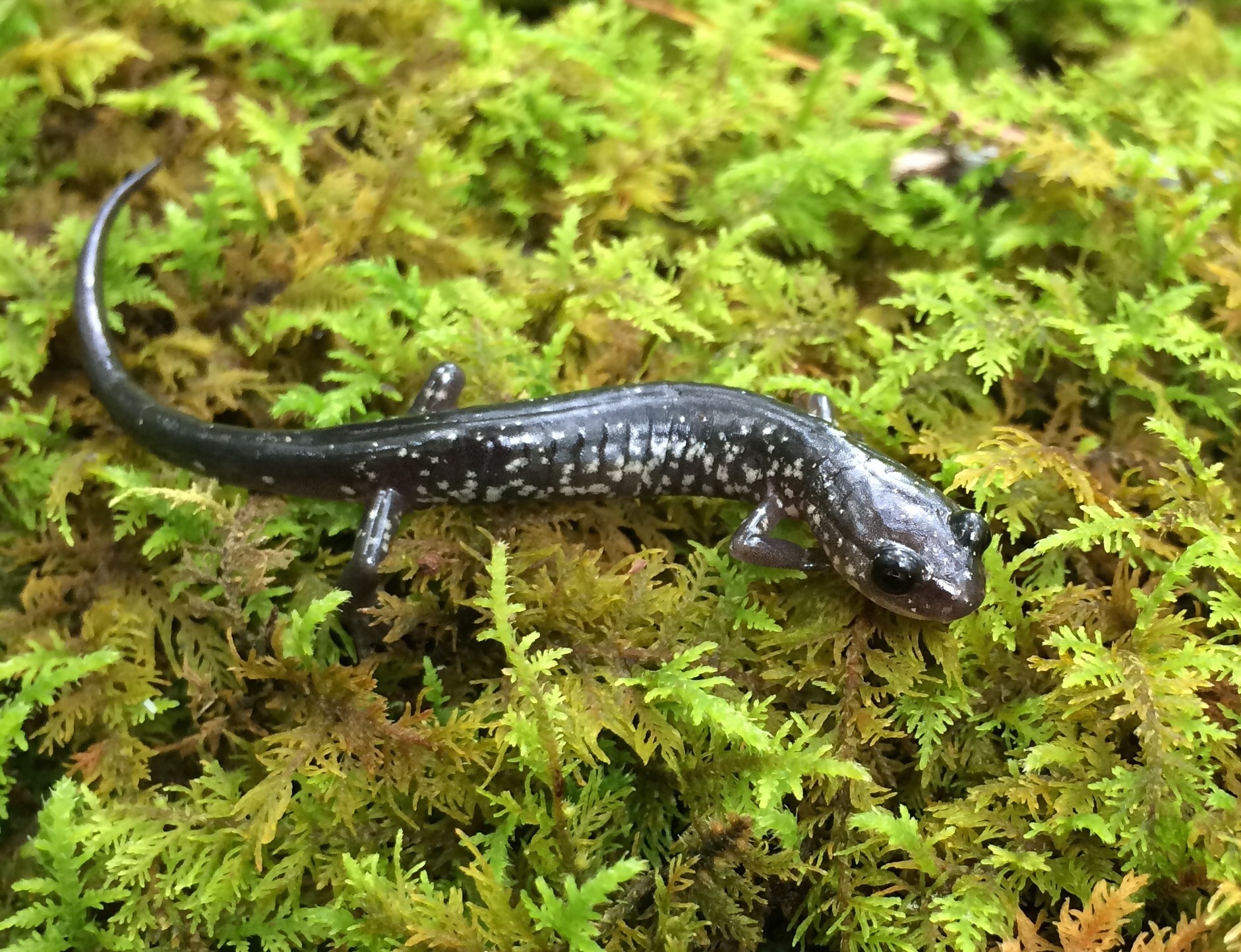 Plethodon punctatus Highton, 1972