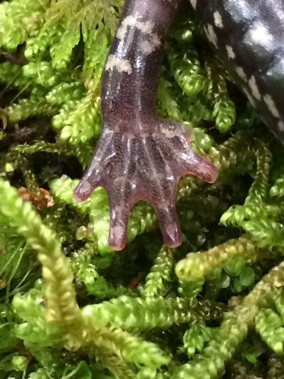 Plethodon punctatus Highton, 1972