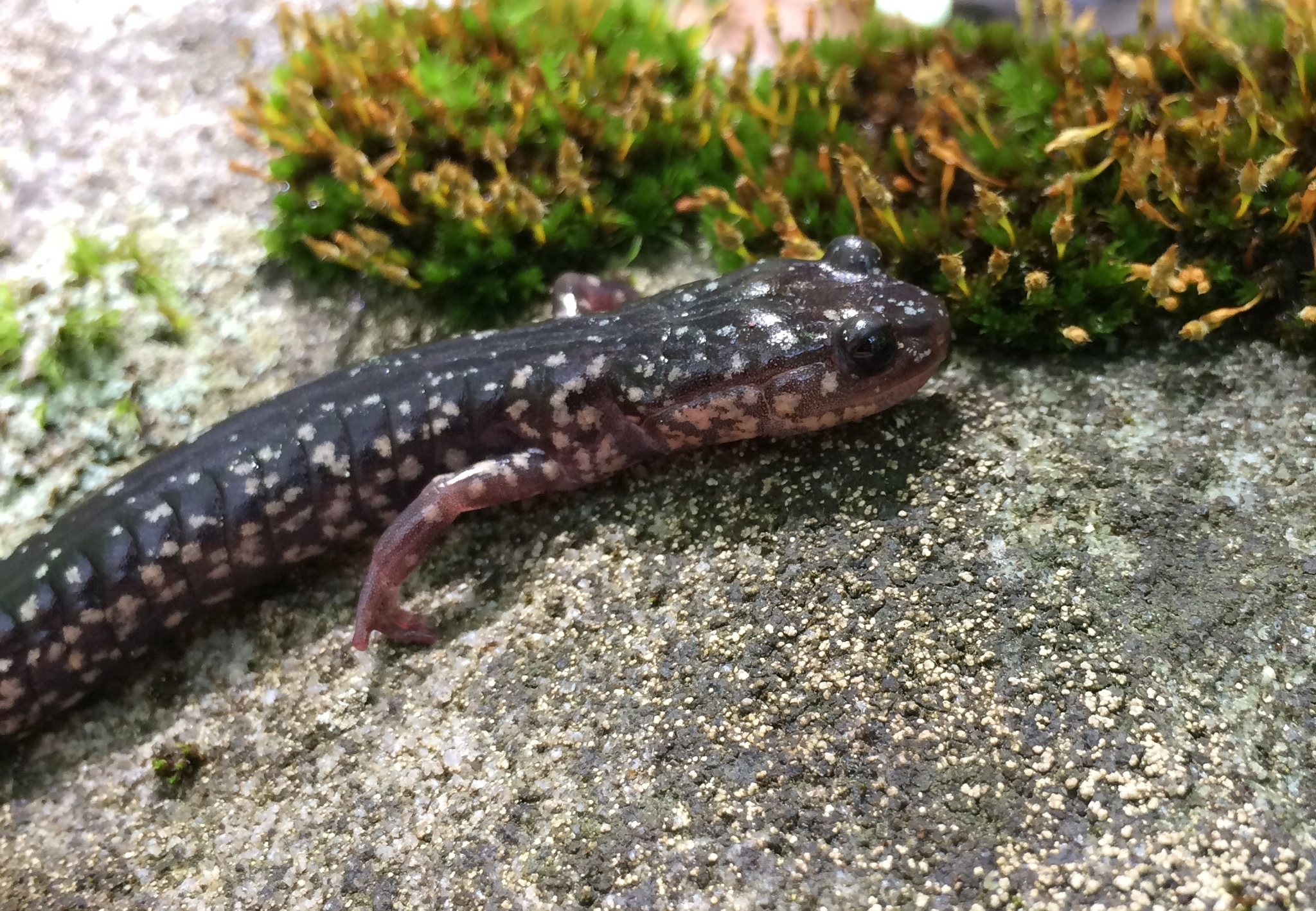 Plethodon punctatus Highton, 1972