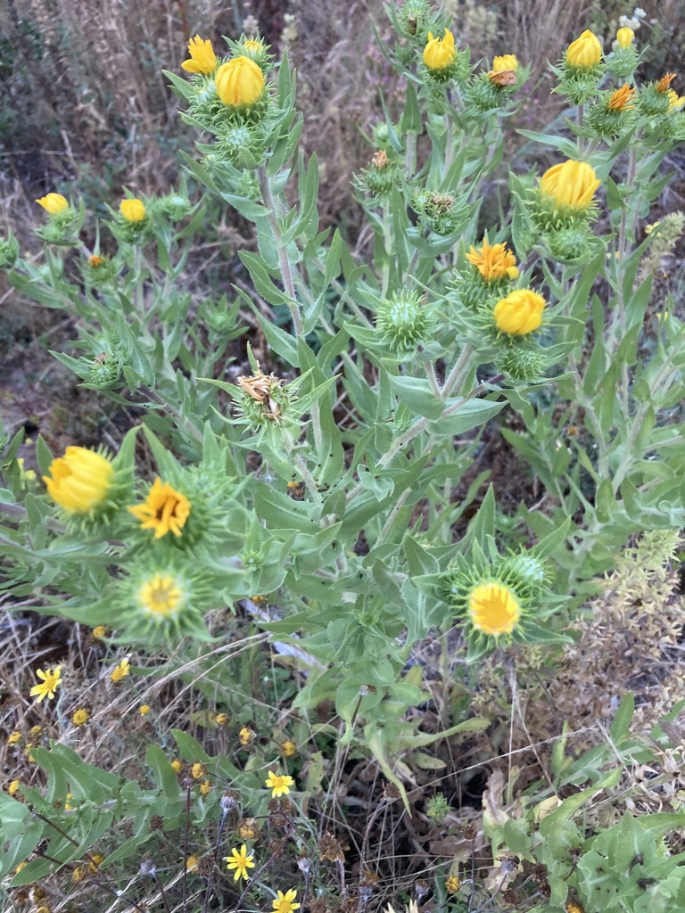 Puget sound gumweed from S Springwater Rd, Oregon City, OR, US on July ...
