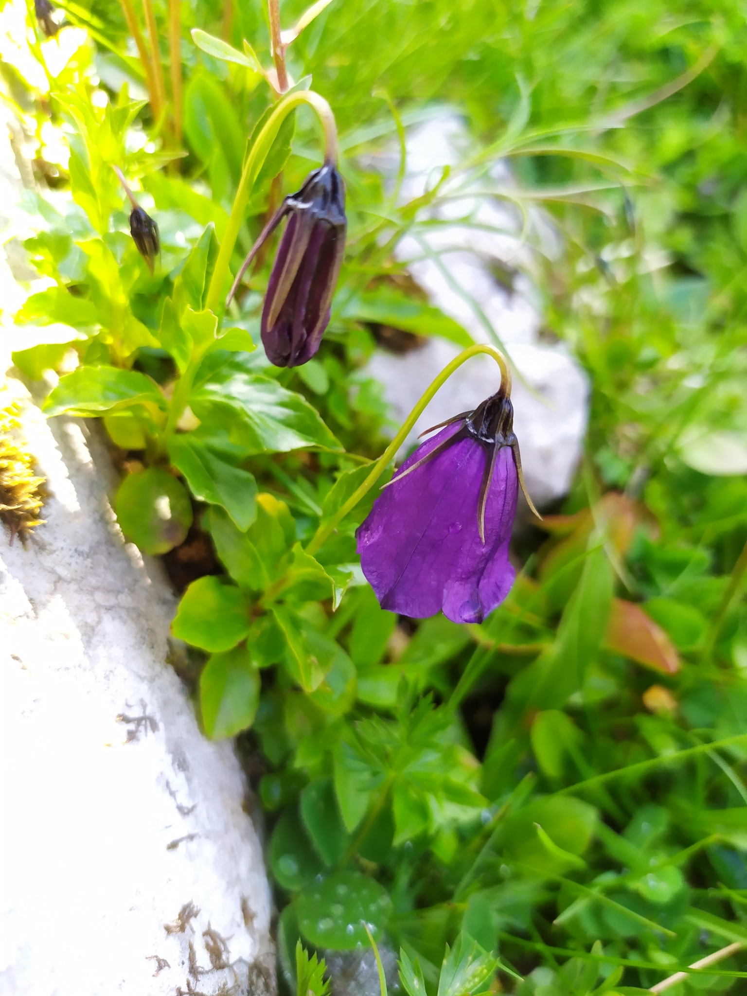 Campanula pulla L.