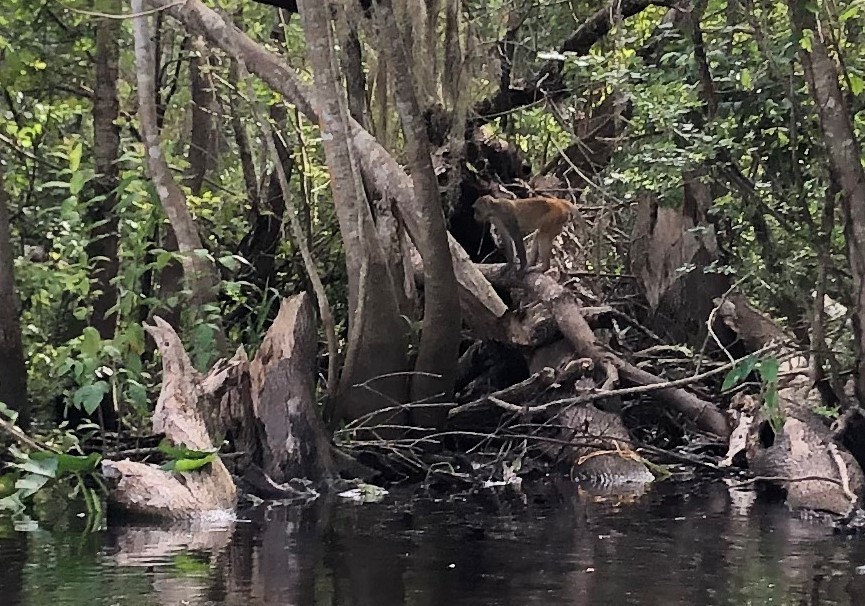 Rhesus Macaque from Putnam County, FL, USA on July 24, 2020 at 09:35 AM ...