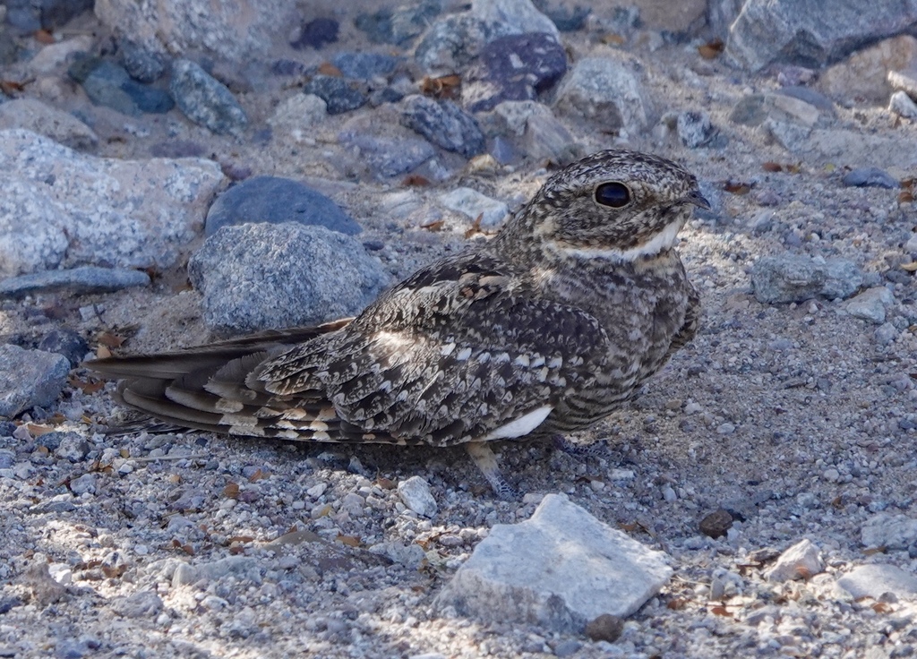 Lesser Nighthawk from San Bernardino County, CA, USA on July 24, 2020 ...
