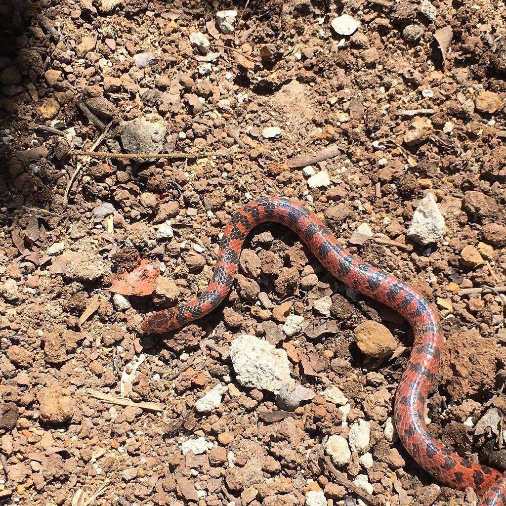 Sibon carri (Guía de Serpientes en Honduras) · iNaturalist
