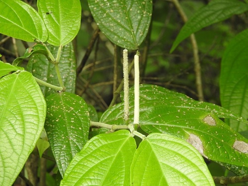 Guayuyo (Piper jacquemontianum)