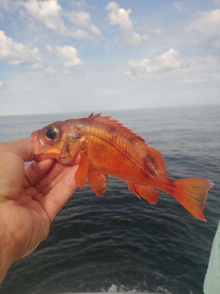 Acadian redfish in July 2020 by J.D. Willson · iNaturalist