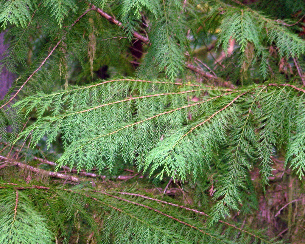 False Cypress (Chamaecyparis) - Botanical Realm