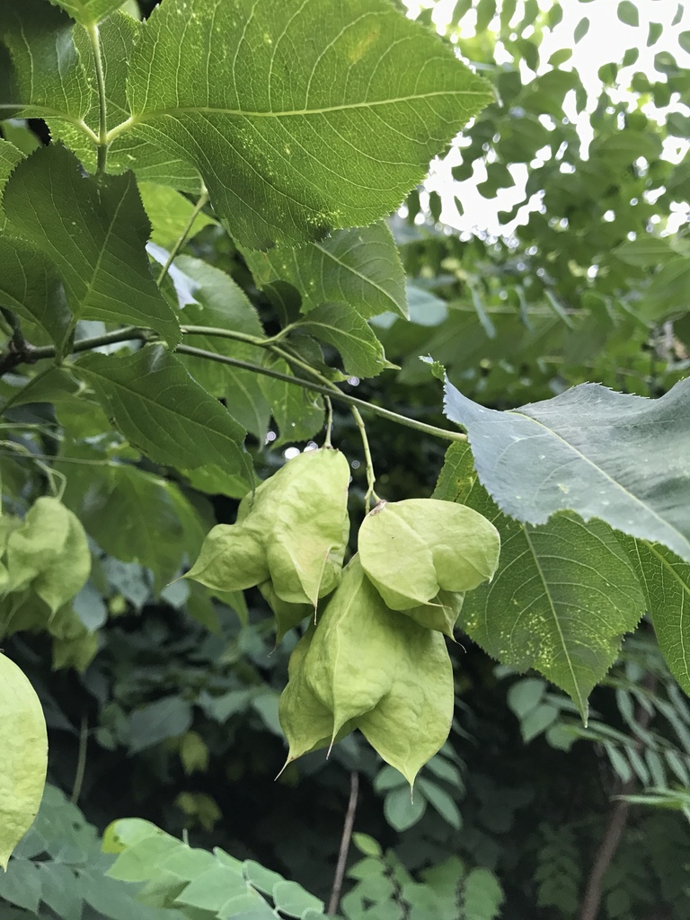 European bladdernut (საქართველოში გავრცელებული ბუჩქები) · BioDiversity4All