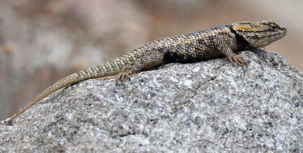 Desert Spiny Lizard from Tucson, AZ, USA on July 24, 2020 at 09:47 AM ...