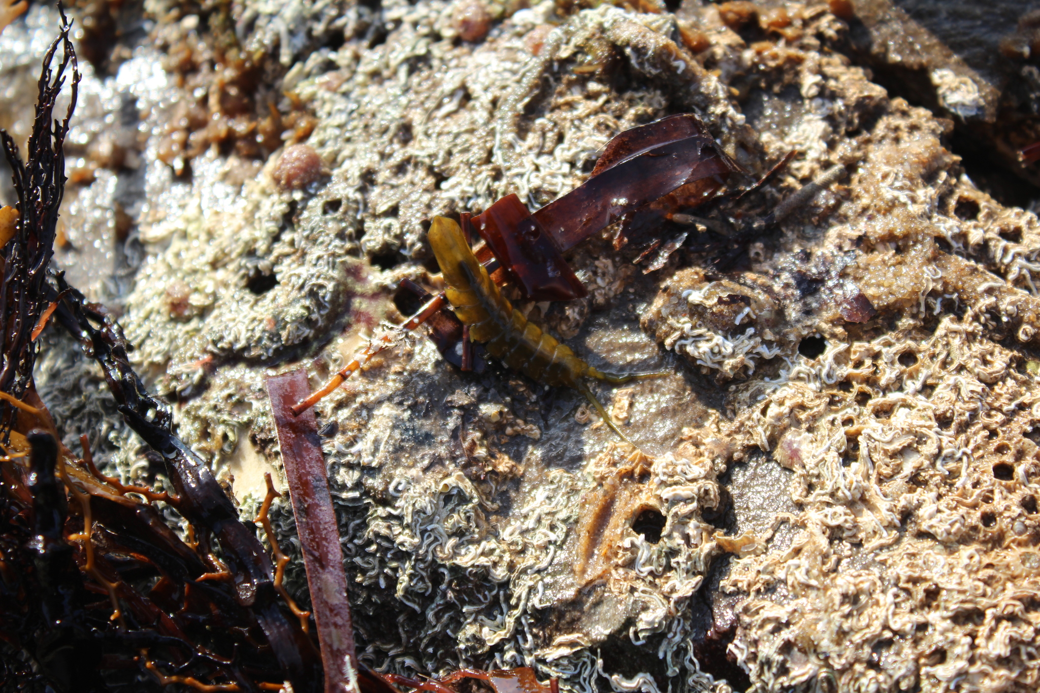 Sea Centipede (Euidotea bakeri) - Tomahawk, Tasmania