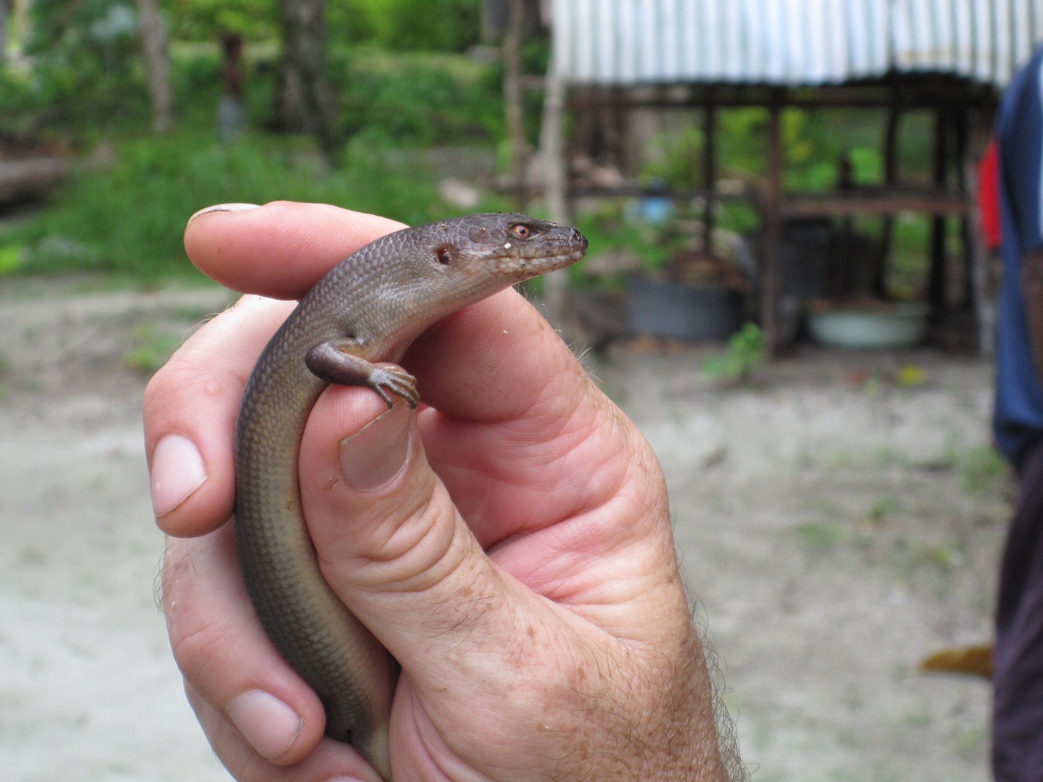 Eugongylus Fitzinger, 1843