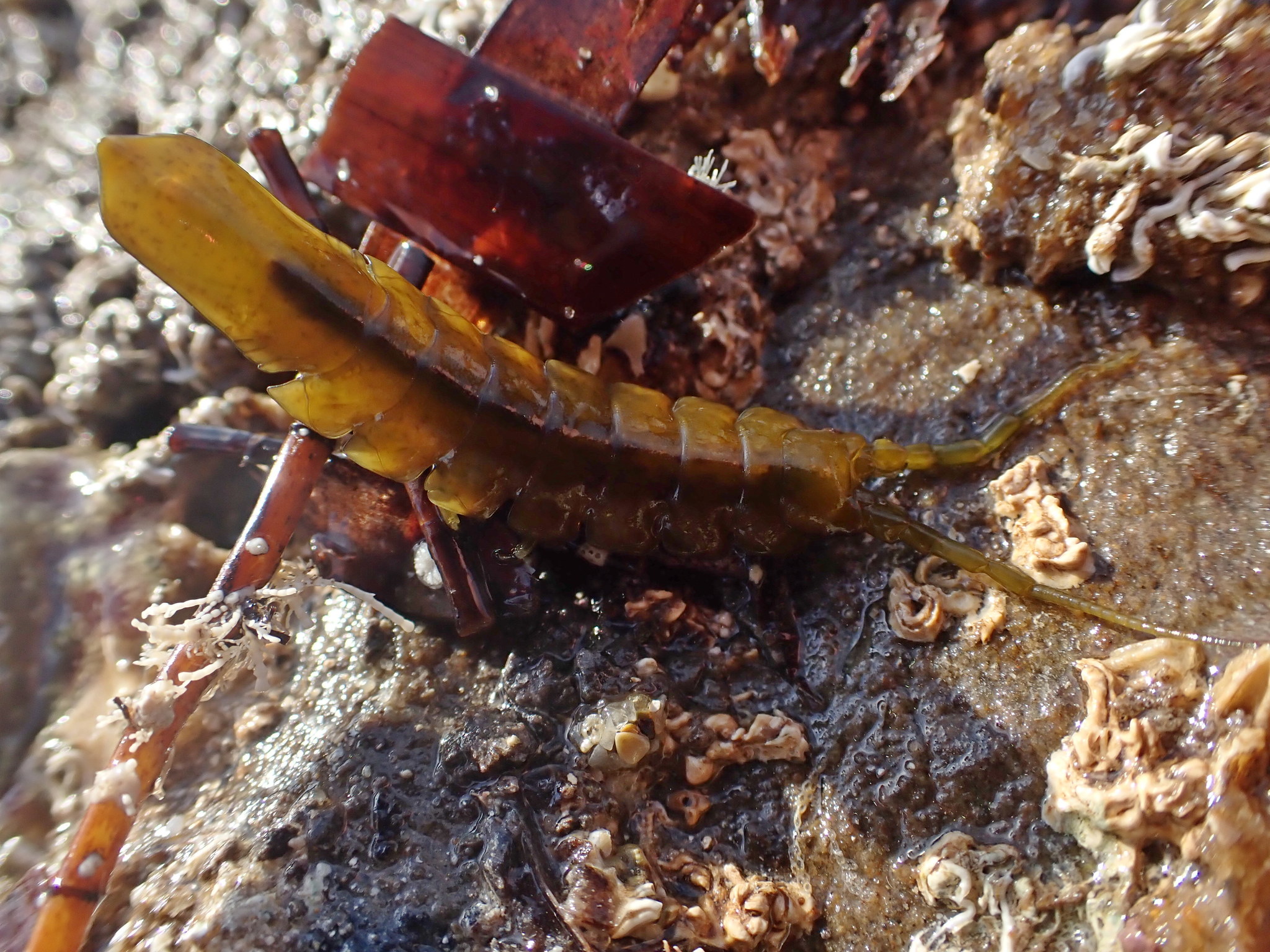 Sea Centipede (Euidotea bakeri) - Tomahawk, Tasmania