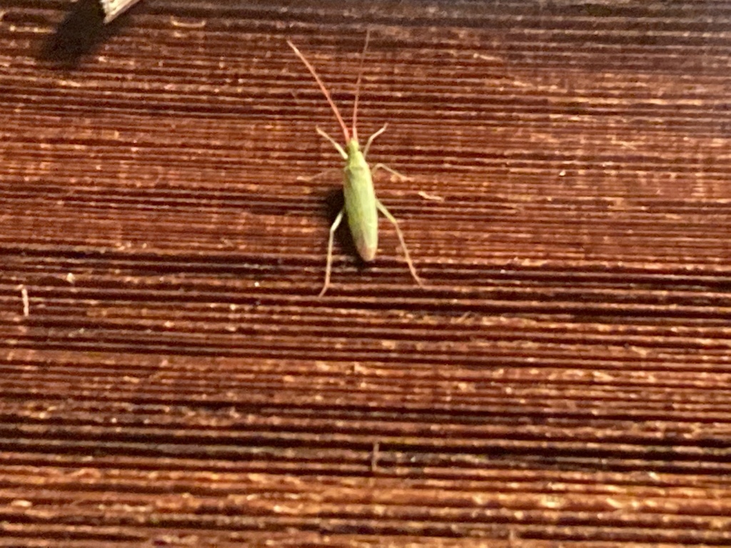Rice Leaf Bug from Five Seasons Rd, Mount Vernon, ME, US on July 24 ...