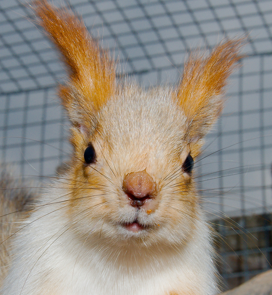 Siberian Red Squirrel (Sciurus vulgaris exalbidus) - Know Your Mammals