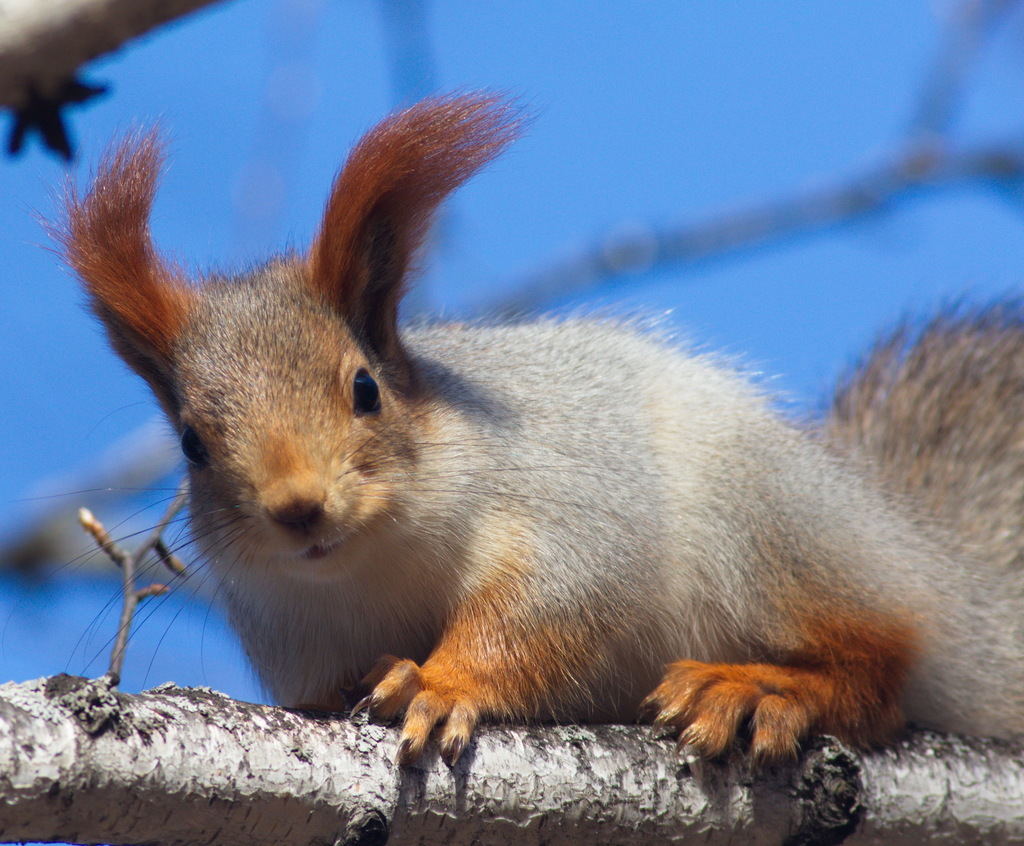 Siberian Red Squirrel (Sciurus vulgaris exalbidus) - Know Your Mammals