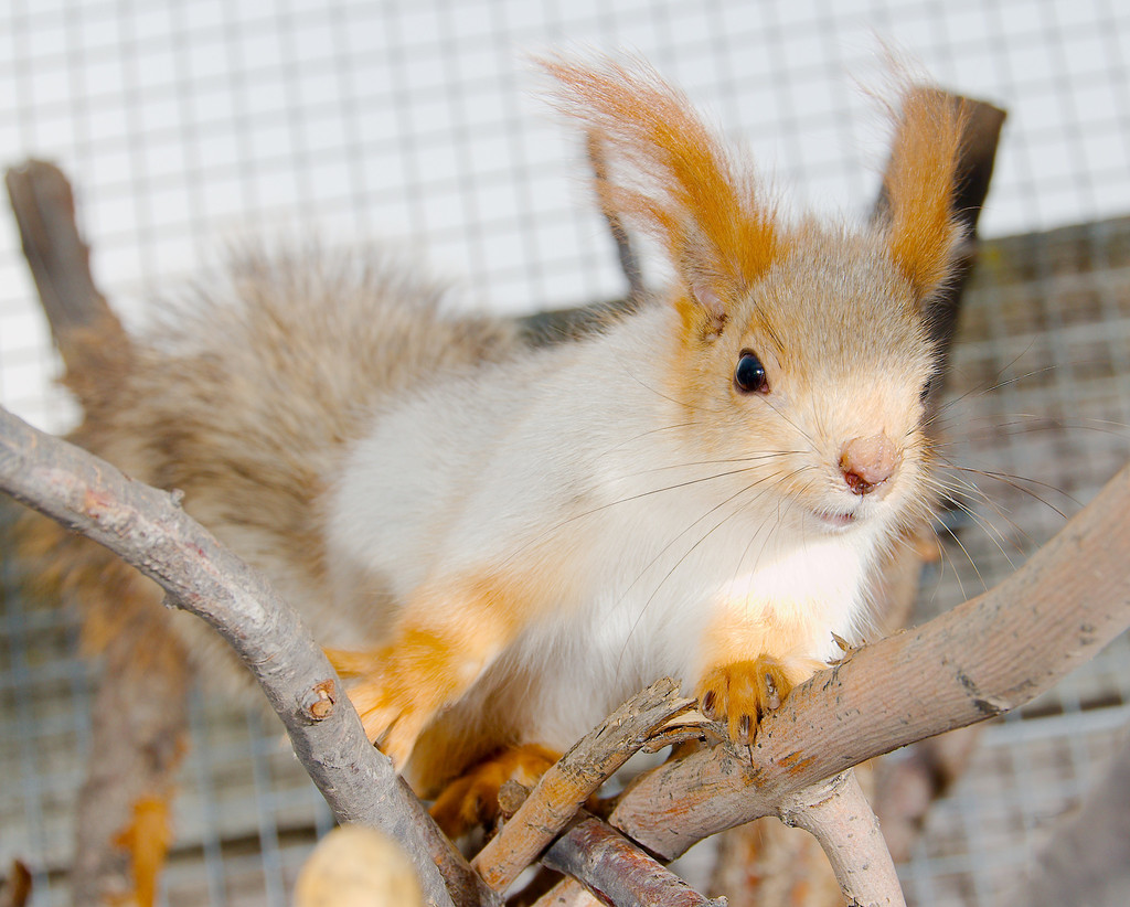 Siberian Red Squirrel (Sciurus vulgaris exalbidus) - Know Your Mammals