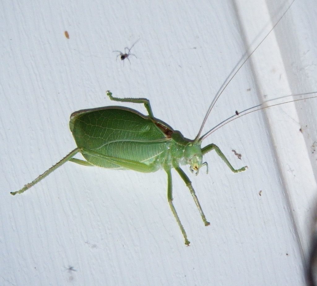 Common True Katydid (Insects Of the Outer Lands, Part One) · iNaturalist