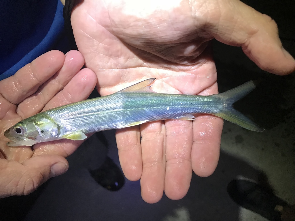 Ladyfish (Fishes of Sarasota County, Fl) · iNaturalist