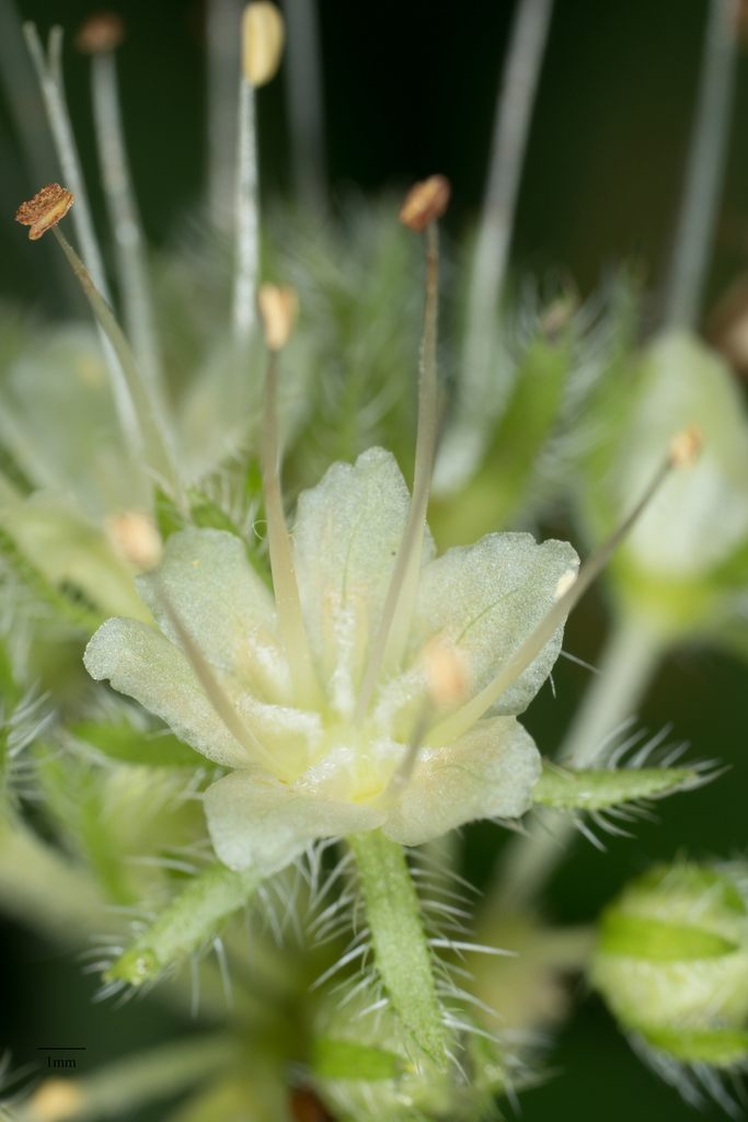 Pacific Waterleaf (Carkeek Park, NW Seattle) · iNaturalist