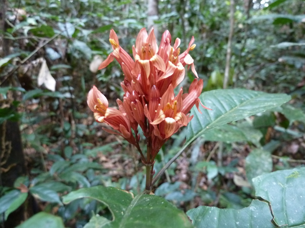 (Whitfieldia colorata) - Botanical Realm