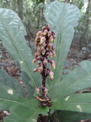 Rinorea liberica · iNaturalist Mexico