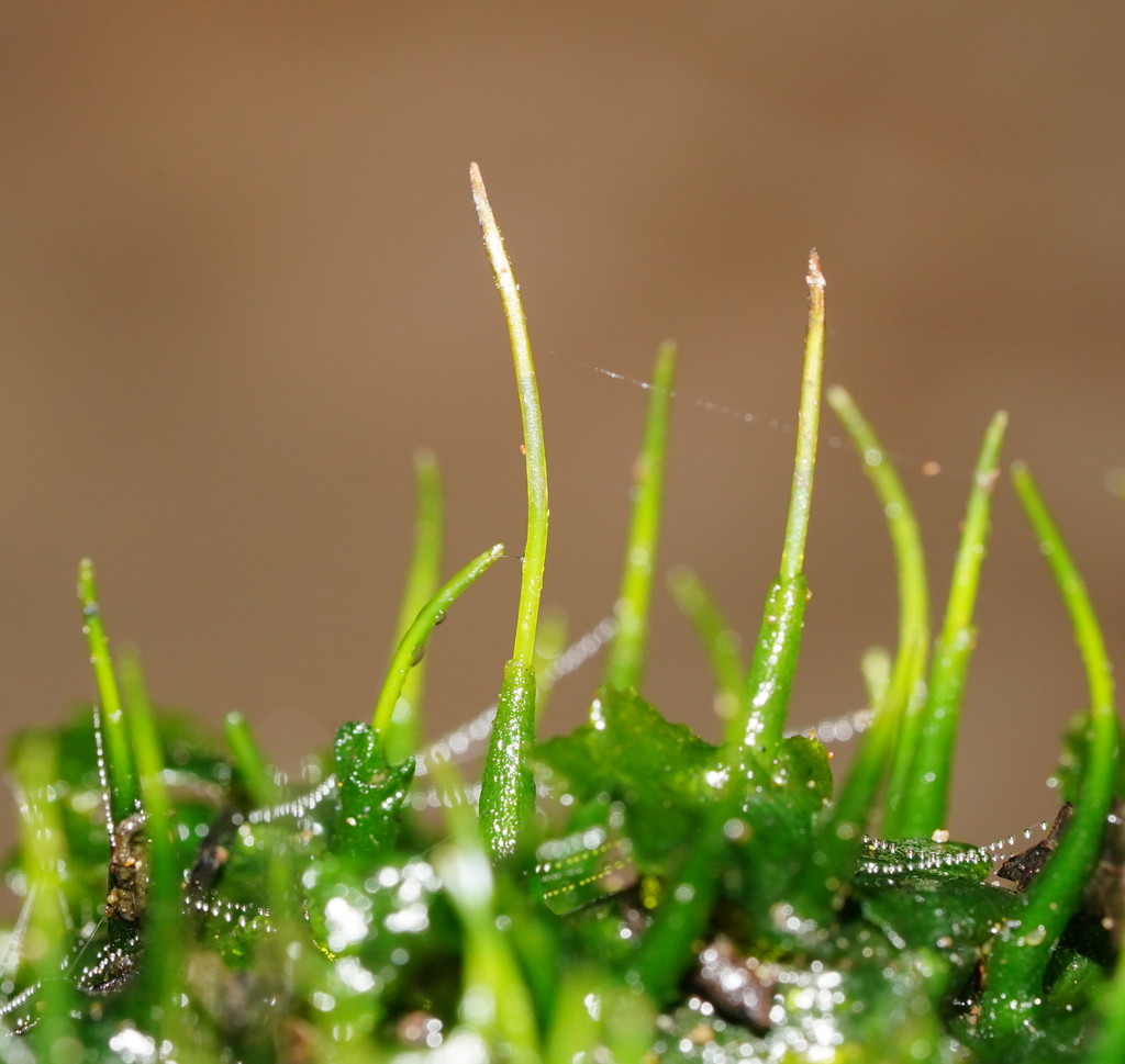 (Anthocerotopsida) - Botanical Realm