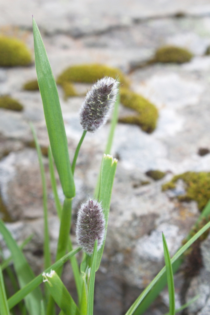 Alpine Foxtail (Alopecurus magellanicus) - Botanical Realm