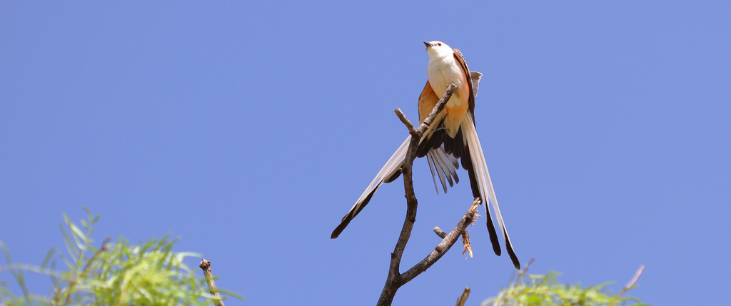Scissor-tailed Flycatcher from Lake Colorado City State Park, Mitchell ...