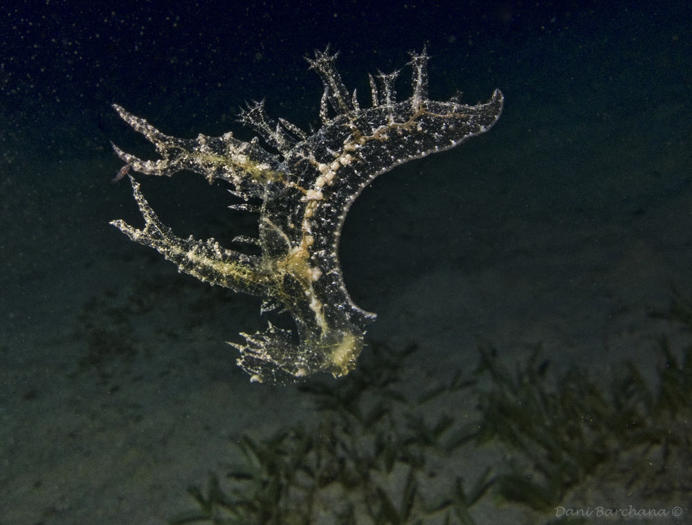 Melibe engeli from Taba, EG-JS, EG on April 11, 2013 by Dani Barchana ...