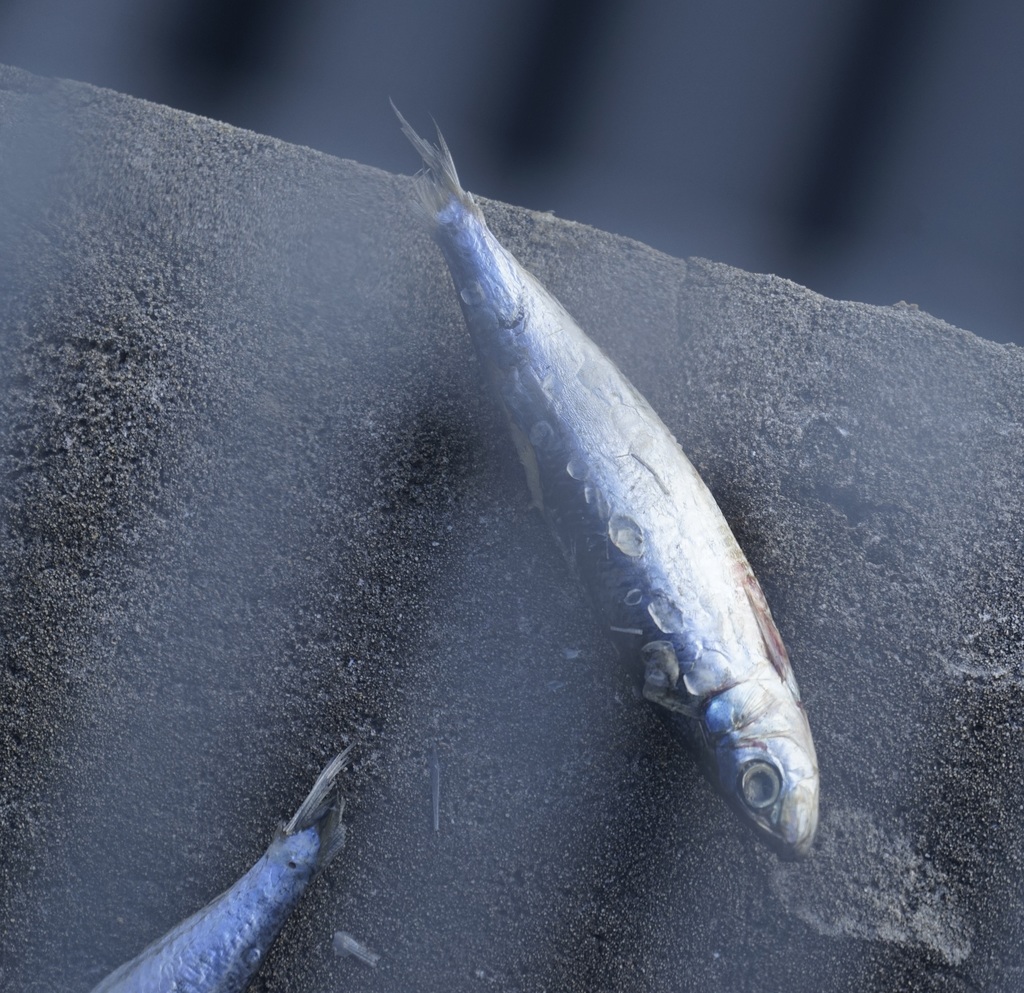 Pacific Sardine from Sydney NSW, Australia on June 09, 2020 at 02:41 PM ...