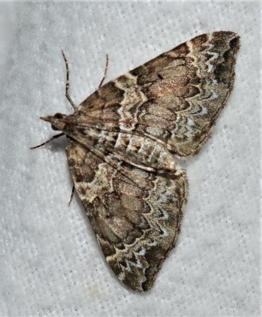 White Eulithis Moth from Val-d'Or, QC, Canada on July 25, 2020 at 12:01 ...