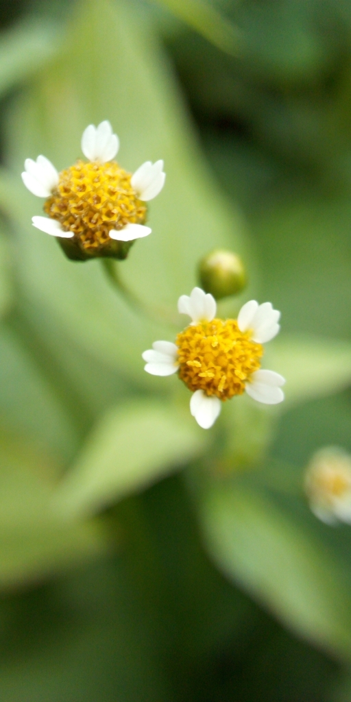 Gallant Soldier (UK plants and trees.) · iNaturalist