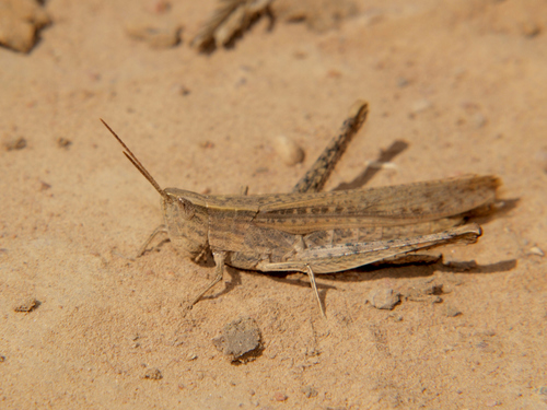 Duronia chloronota · iNaturalist
