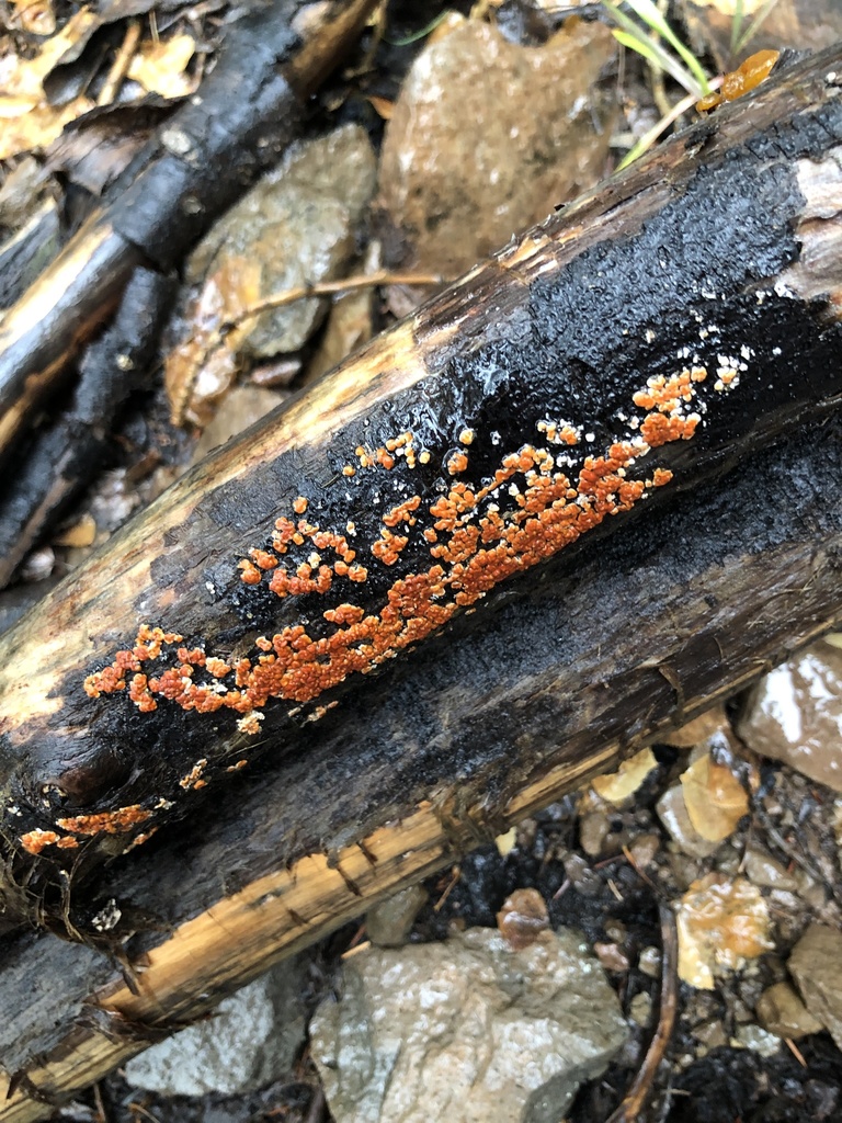 Red Tree Brain Fungus from Apache County, US-AZ, US on July 24, 2020 at ...