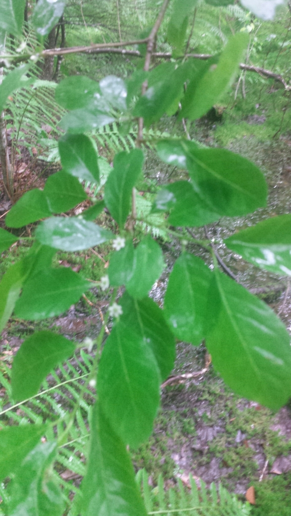 Smooth Winterberry in June 2017 by Tom Norton. Ilex verticillata? Shrub ...