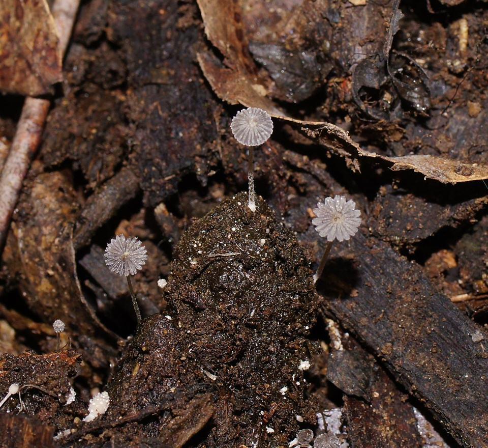 Coprinopsis stercorea from Blackwood VIC 3458, Australia on June 18 ...