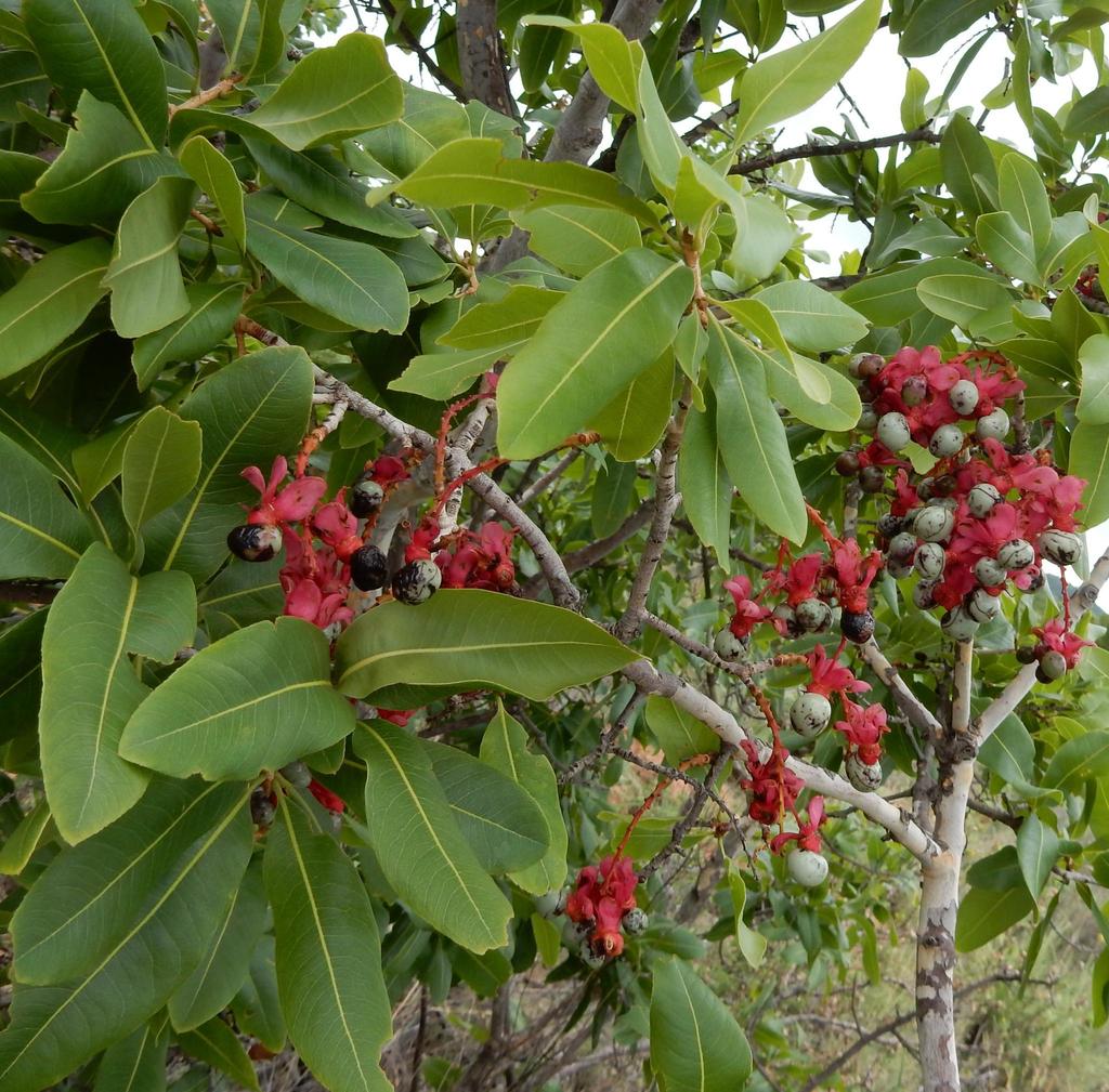 peeling plane (Plants of the Matopos) · iNaturalist