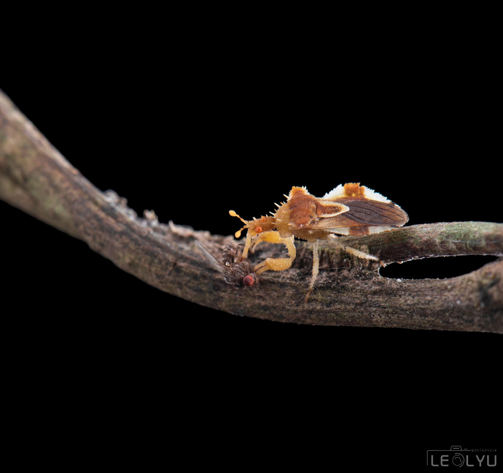 Chelocoris sinicus from 兴宾区, 来宾市, 广西壮族自治区, CN on June 29, 2020 at 02:11 ...
