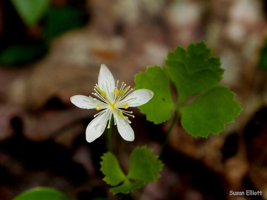threeleaf goldthread (Forest Lodge Nature Trail) · iNaturalist