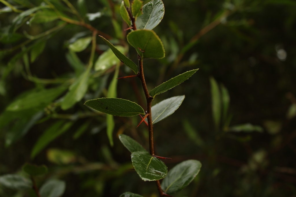 (Xylosma) - Botanical Realm