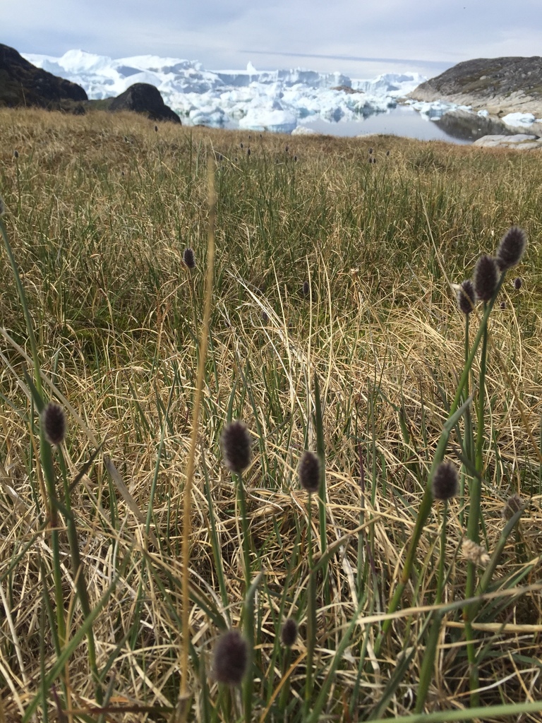Alpine Foxtail (Alopecurus magellanicus) - Botanical Realm