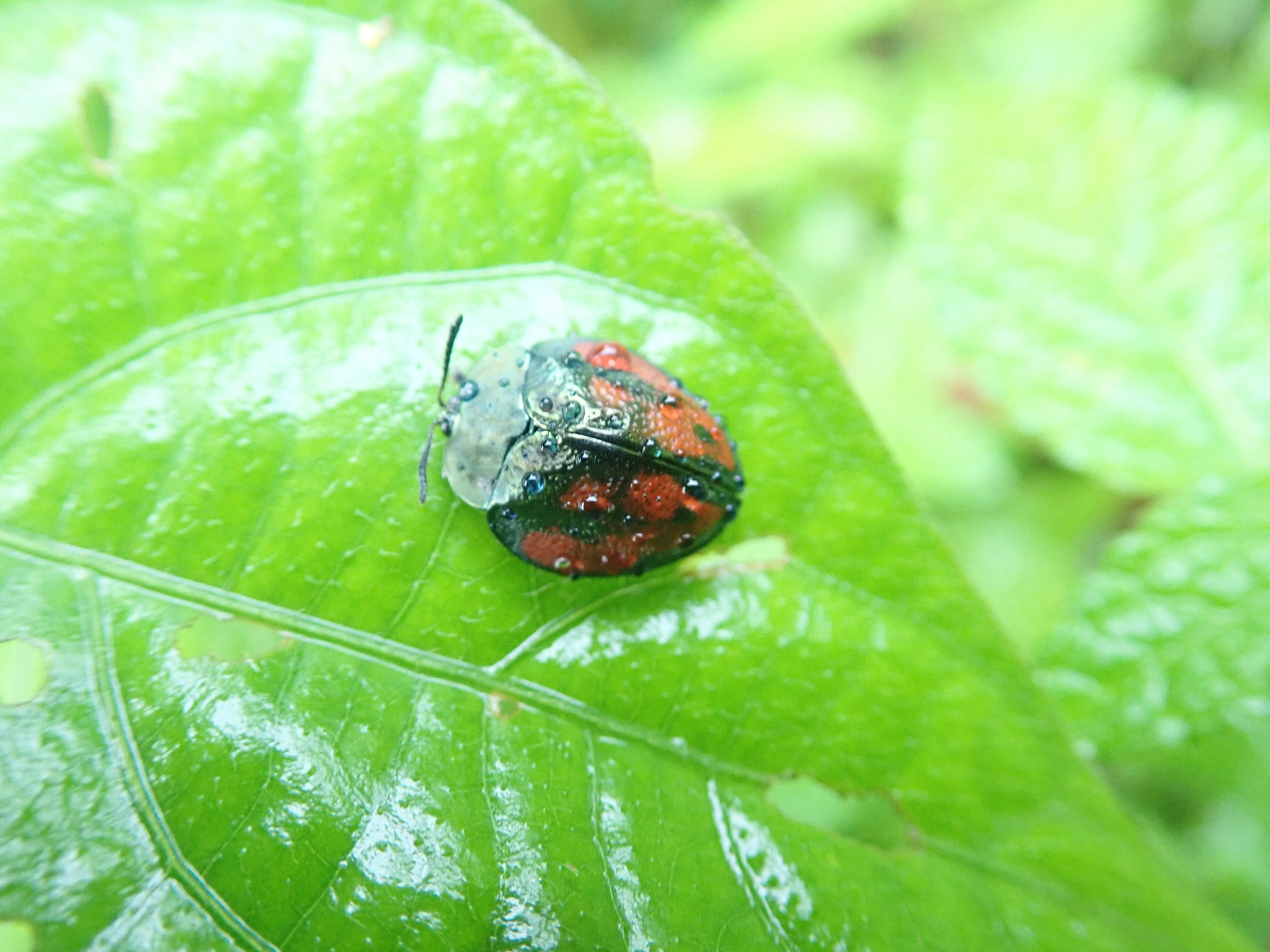 Stolas discoides (Linnaeus, 1758)