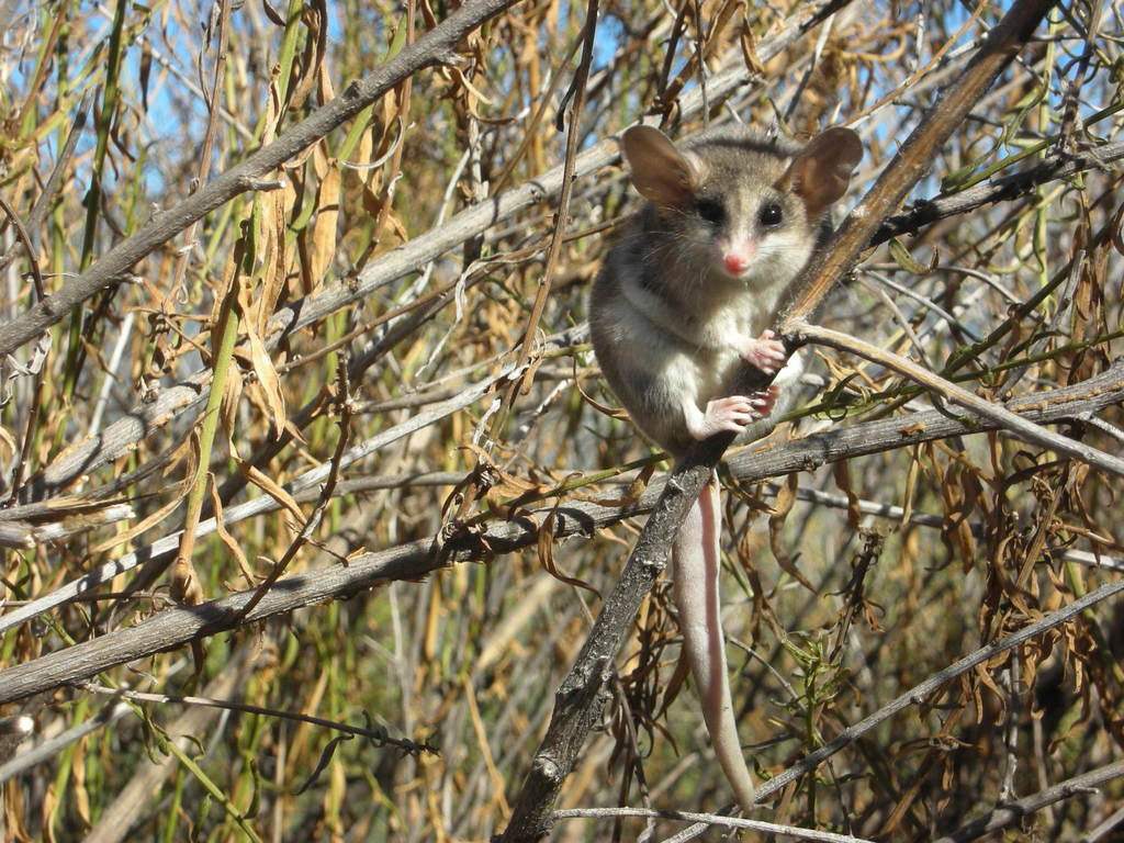 Elegant Fat-tailed Mouse Opossum from Chacabuco, Región Metropolitana ...