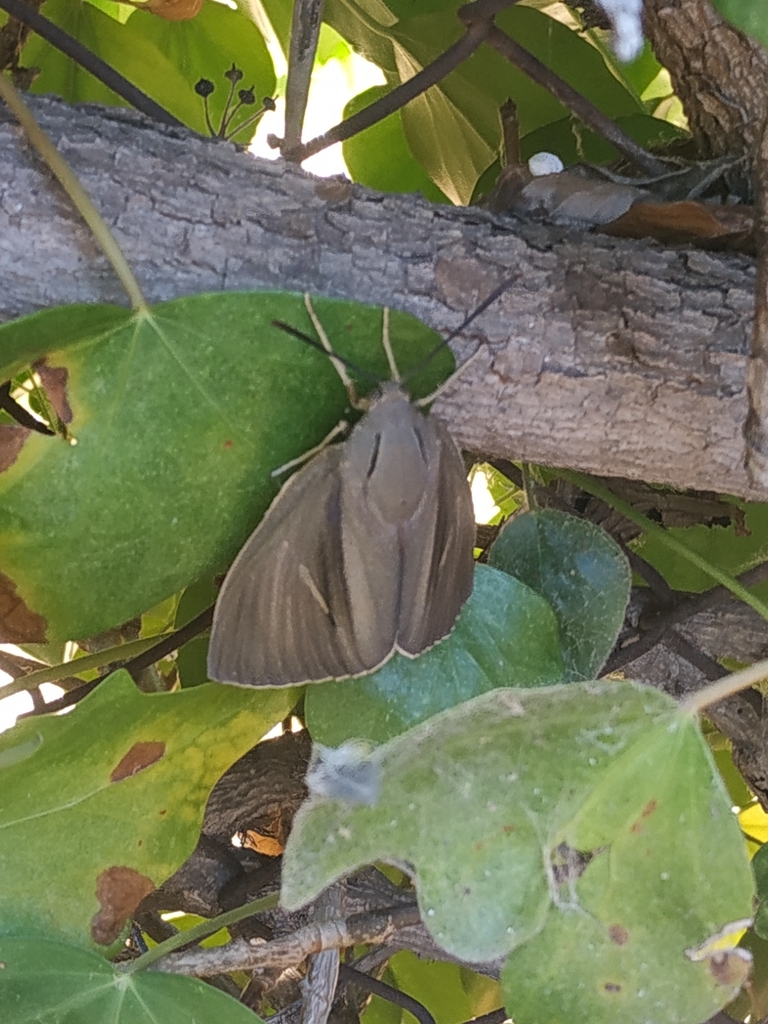 Palm Moth from 50513 Santa Cruz de Moncayo, Zaragoza, España on July 25 ...